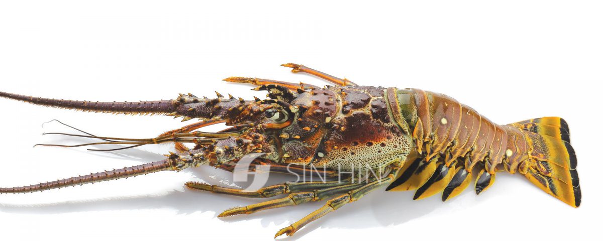 Cuba Whole Lobster – Sin Hin Frozen Food