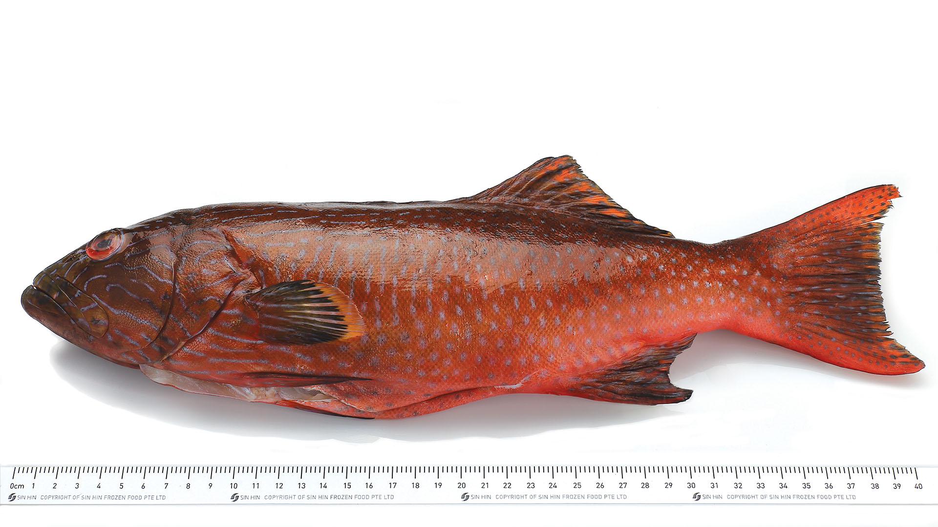 fish – Sin Hin Frozen Food